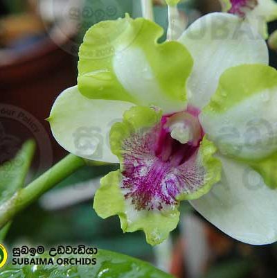 “Orchids” the Queen of Flowers – රැජිණ මමයි මල් ලෝකේ – සුබඉම උඩවැඩියා